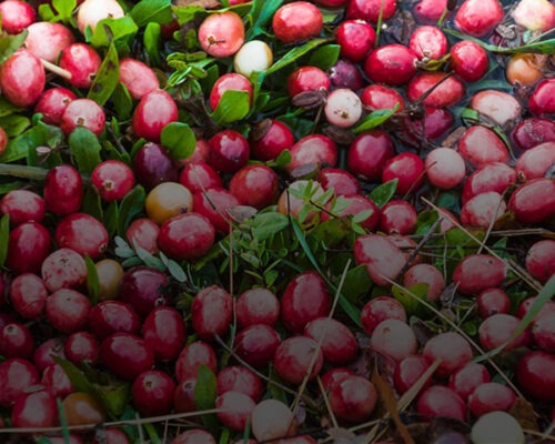 FRUIT D'OR® - Artemis International
